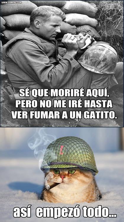 los gatos haran guerra - Meme subido por preyes326 :) Memedroid