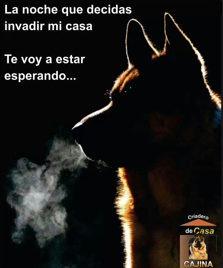 pastor aleman... con dos cojones - Meme subido por fontyburger :) Memedroid