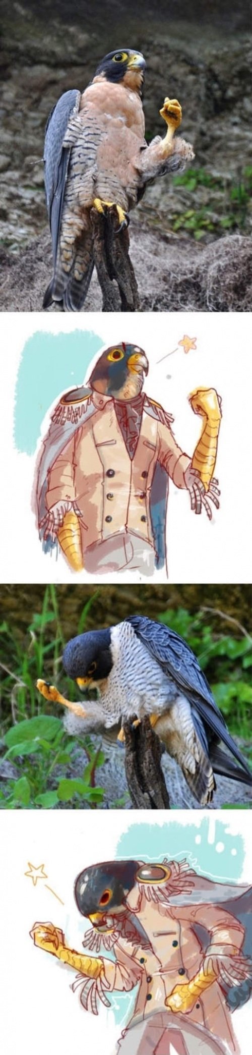 Peregine Falcon Memes