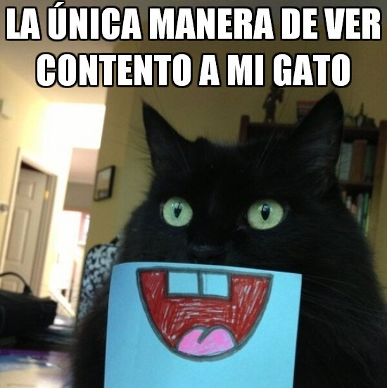EL GATO - Meme subido por LUCH777 :) Memedroid