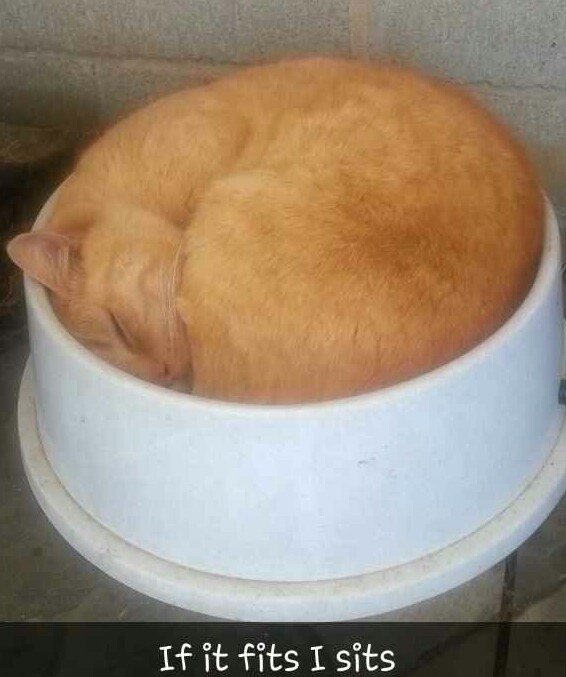 fitting - Meme by aviolateddonut :) Memedroid