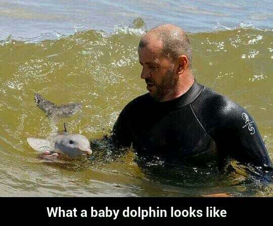 I'm so cute *_* - Meme subido por soydolphin :) Memedroid