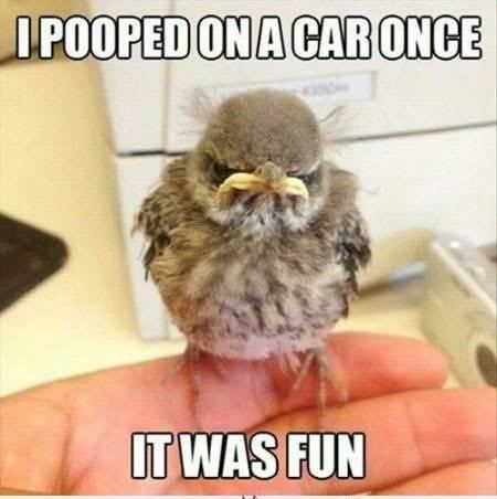grumpy bird - Meme by smallgiant :) Memedroid