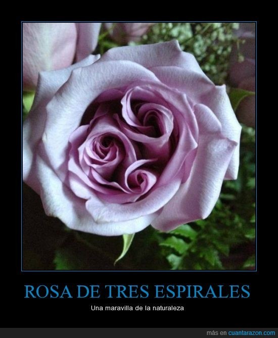 rosas - Meme subido por pitiabelon :) Memedroid