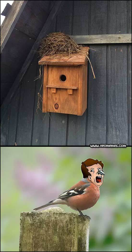 pajaro genius - Meme subido por andre123537 :) Memedroid