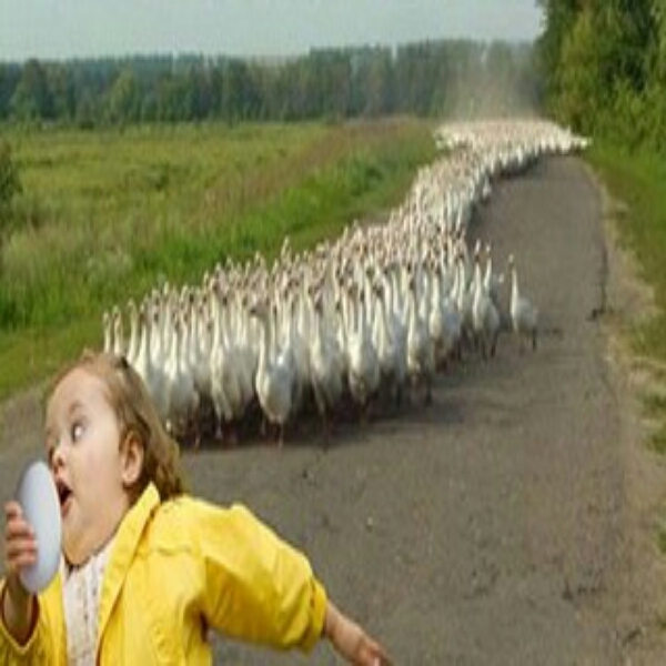 Duck quak - Meme by Shikamaru :) Memedroid