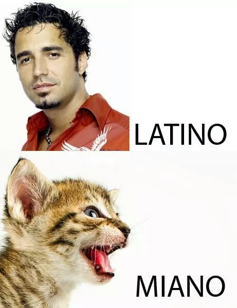 prefiro miando - Meme by thicarva :) Memedroid