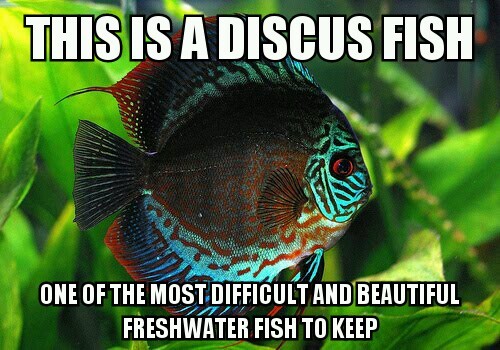 Tropical Fish Memes