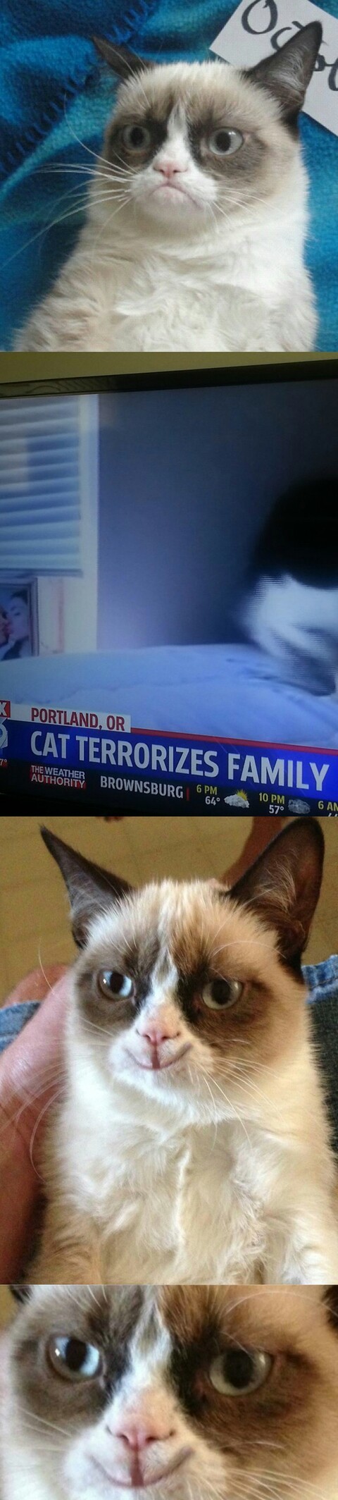 Grumpy Cat is finally happy - Meme by soydolphin :) Memedroid