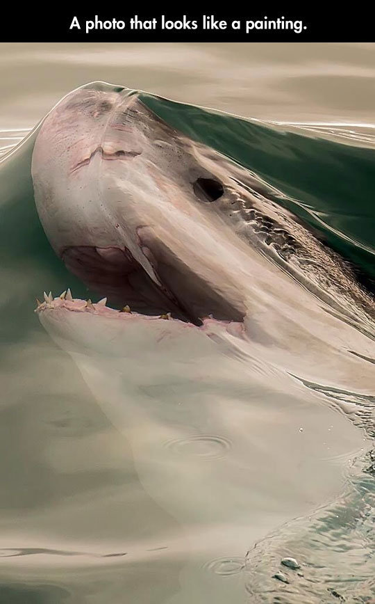 nope fish - Meme by shzball :) Memedroid