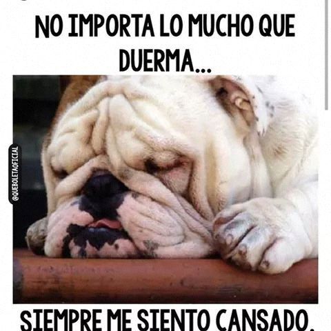 bullgog - Meme by jonathanacosta8427 :) Memedroid