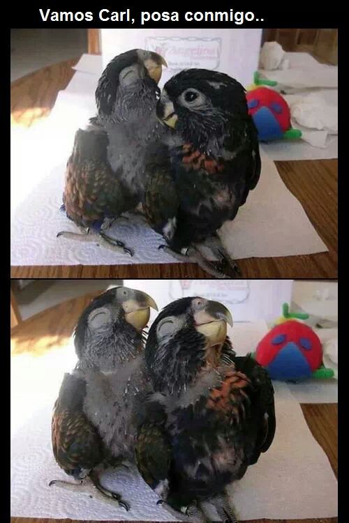 vfgg - Meme subido por hectorjbrito60 :) Memedroid