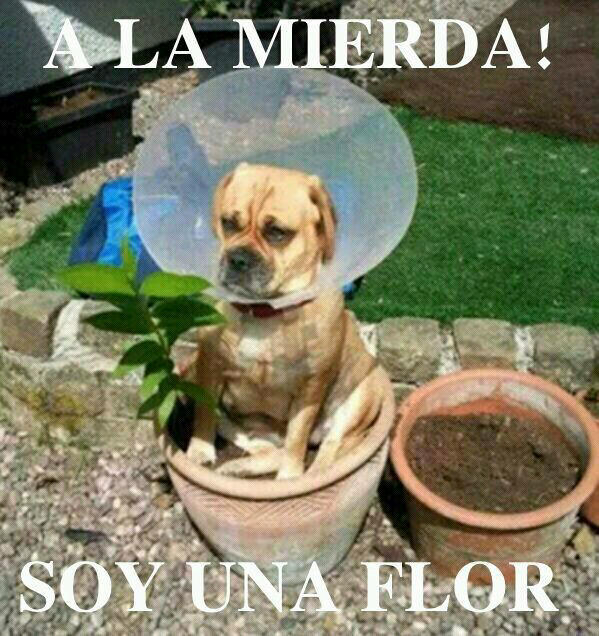 flores y perros - Meme subido por gorkanieto8 :) Memedroid
