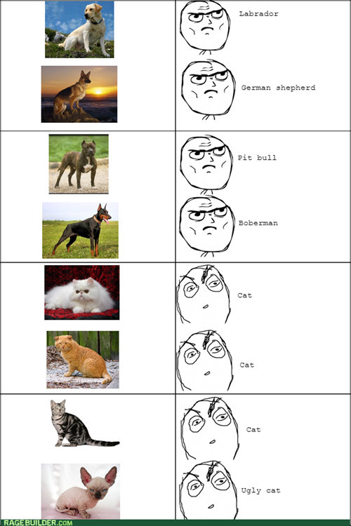 Ugly Cat Meme This IG Page Is The Hub For Funny Cat Memes, And Here