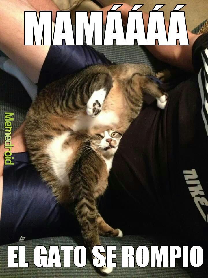 mamaaa el gato...... - Meme subido por HoCterMC :) Memedroid