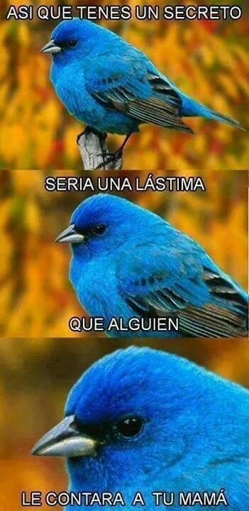 me conto un pajarito - Meme by dreariestbayona :) Memedroid