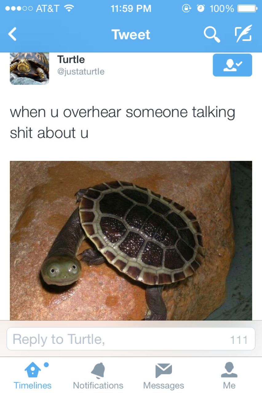 Turtle - Meme subido por babycakesyo :) Memedroid