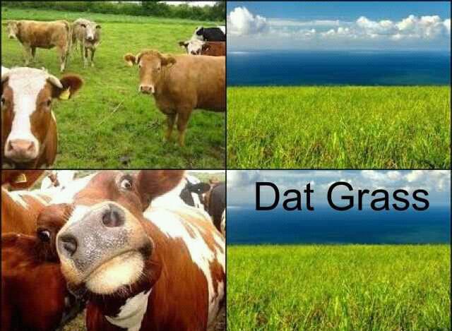 day grass - Meme by mrsnewt1221 :) Memedroid