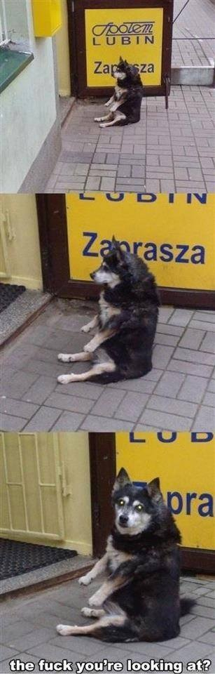 the F word - Meme by markeytor :) Memedroid