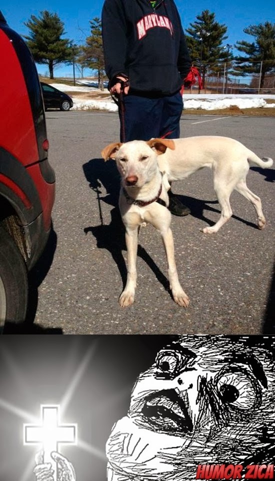 Dog LoL - Meme by bruno7071 :) Memedroid