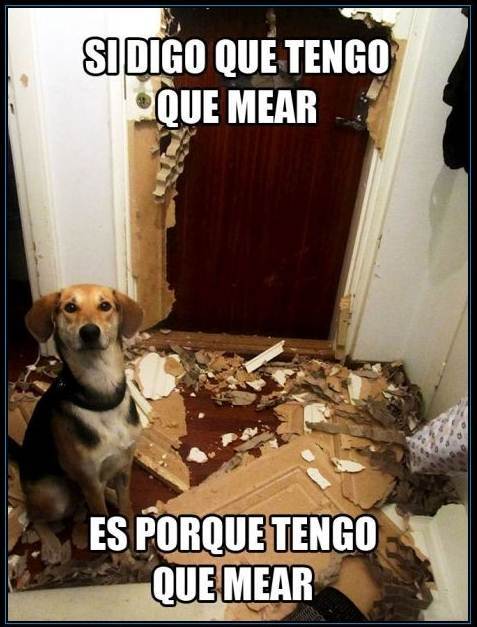 perro meon - Meme subido por elbarto85 :) Memedroid