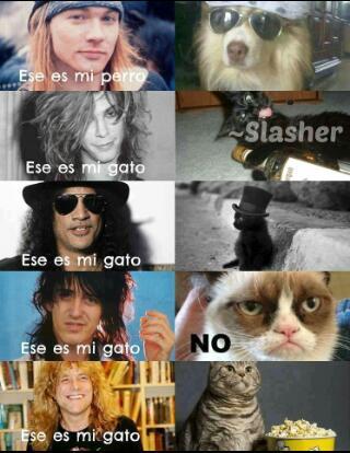 gatos y rosas - Meme subido por CatDemonMr :) Memedroid