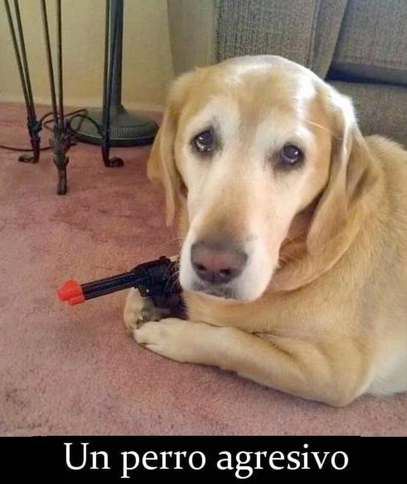 Perro agresivo - Meme subido por Zumba1234 :) Memedroid