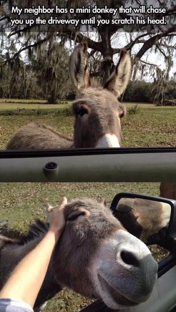 Donkey - Meme by memelover