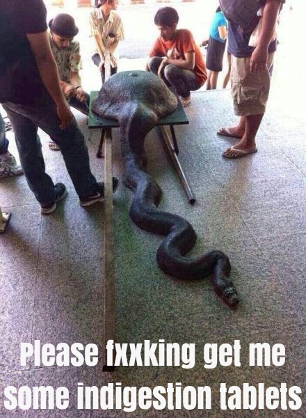 I love turtle! ;( - Meme by oh.who.cares :) Memedroid