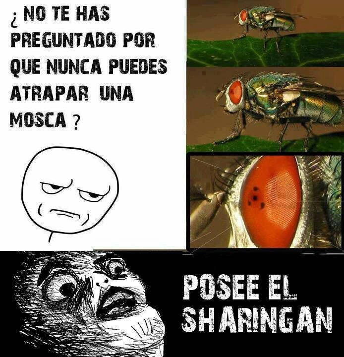 sharingan - Meme subido por maxisot :) Memedroid