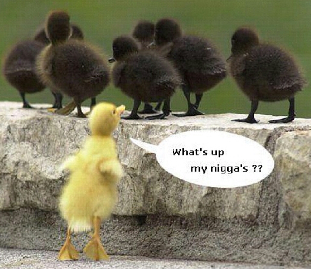 whatz up - Meme subido por anqiis90 :) Memedroid