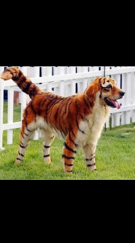 GROWLITHE!!! - Meme by moe.shaq :) Memedroid