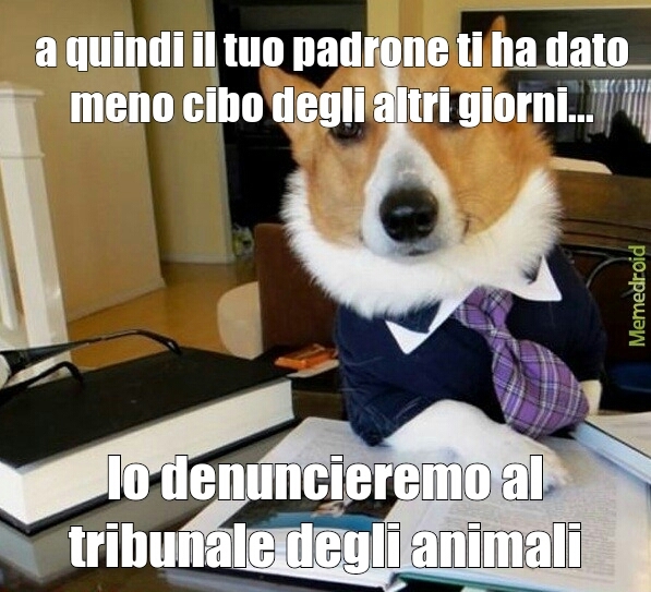 cani - Meme by elisa.mo666 :) Memedroid