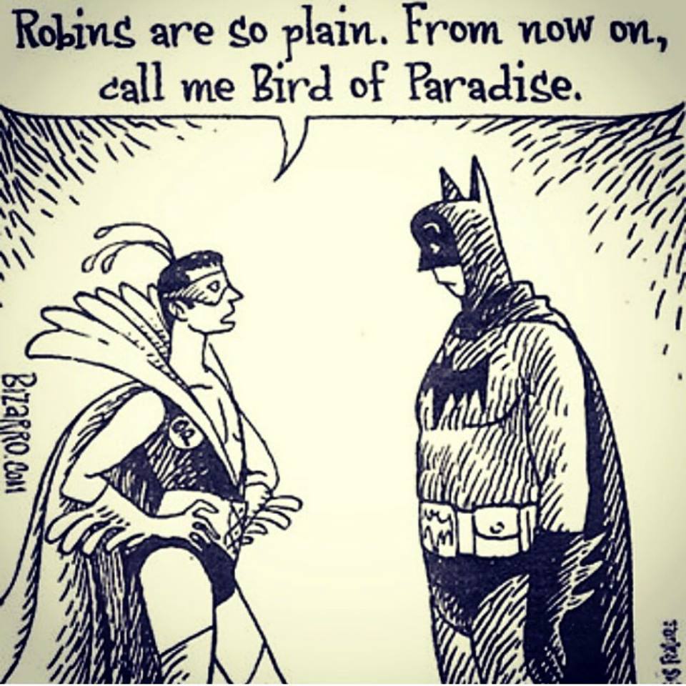 robin - Meme by Xrhcpx :) Memedroid