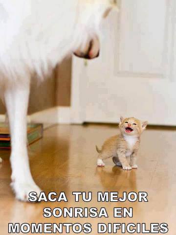 fuerza jamas rendirse - Meme subido por alfonsocamacho1995 :) Memedroid