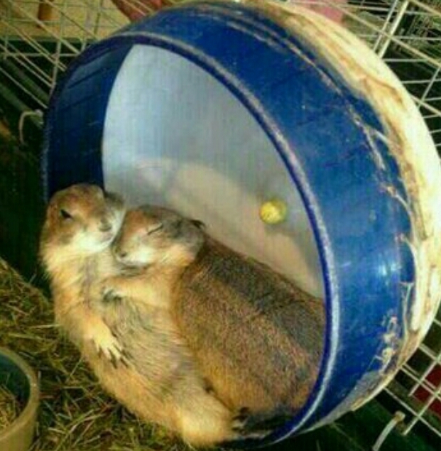 awn - Meme by missio :) Memedroid