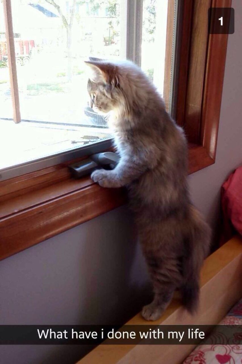 My cat - Meme subido por ThatOneGuy4 :) Memedroid