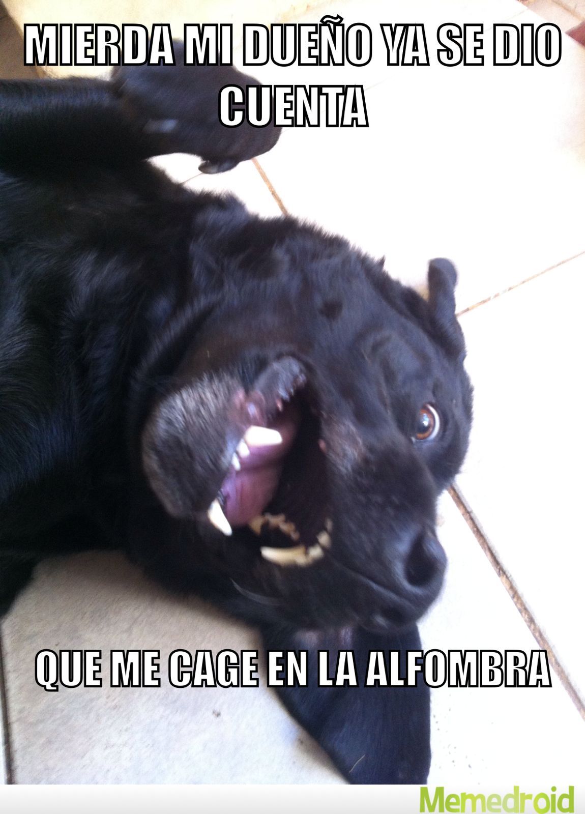 Perro ctm - Meme by megacharmander173 :) Memedroid