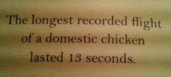 title says boom wat a long flight - Meme by Queen_Gerbilsaurus :) Memedroid