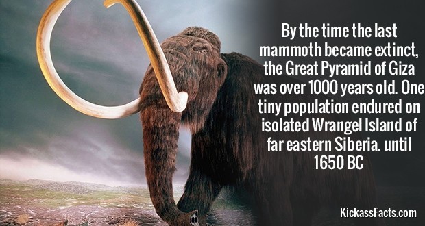 mammoth.... - Meme by Thor.of.asgard :) Memedroid