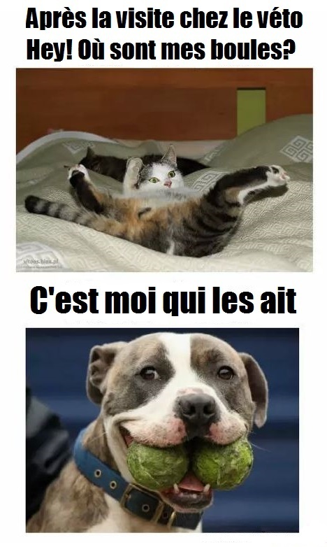 ou sont mes boules ? - Meme subido por jordanvacquier :) Memedroid