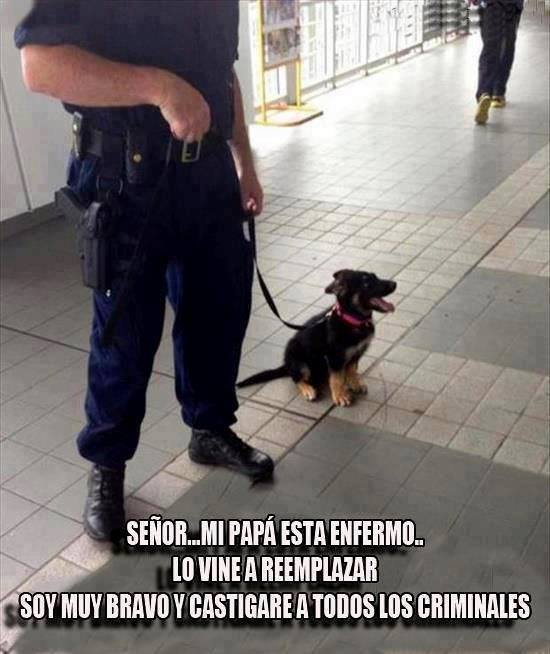 si señor - Meme subido por gordito856 :) Memedroid