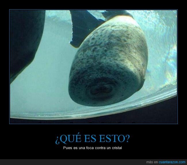 Focaaa - Meme subido por wisquilove :) Memedroid