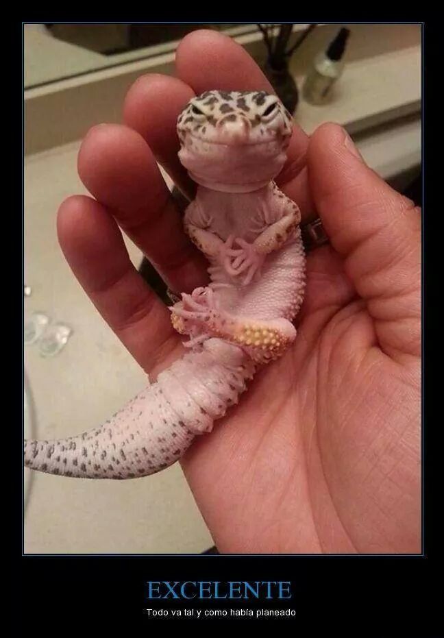 exelente - Meme by vicediazcastex :) Memedroid