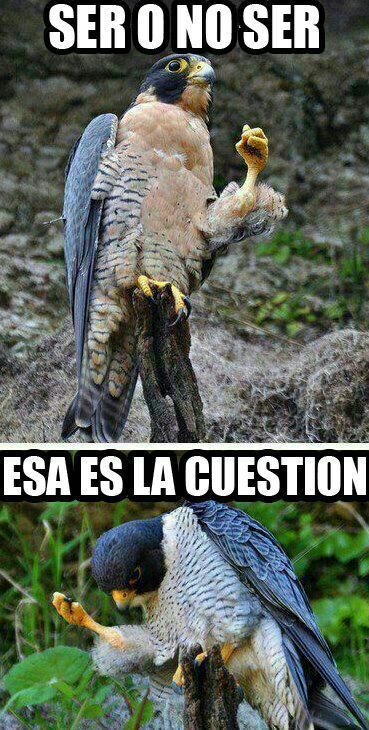 ser o no ser - Meme subido por mucho_morro-bank :) Memedroid